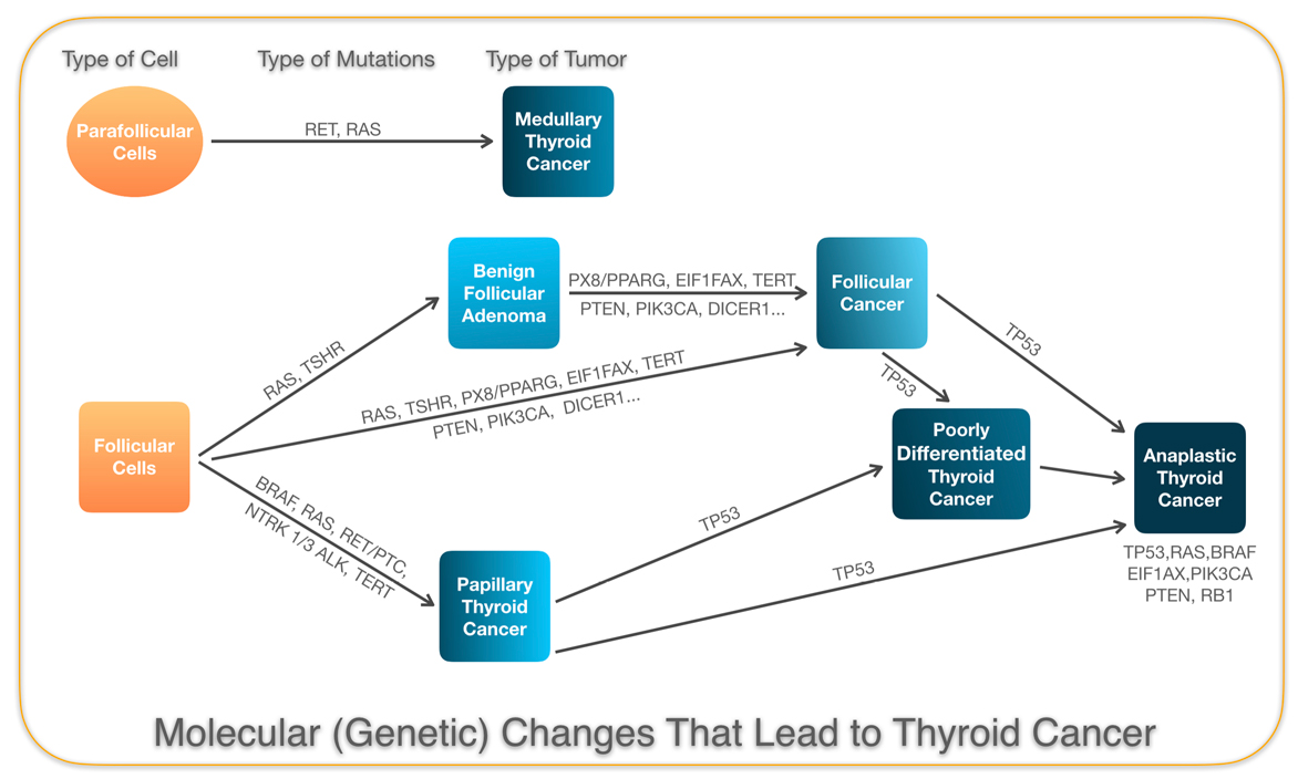 Thyroid Nodule Larian Md